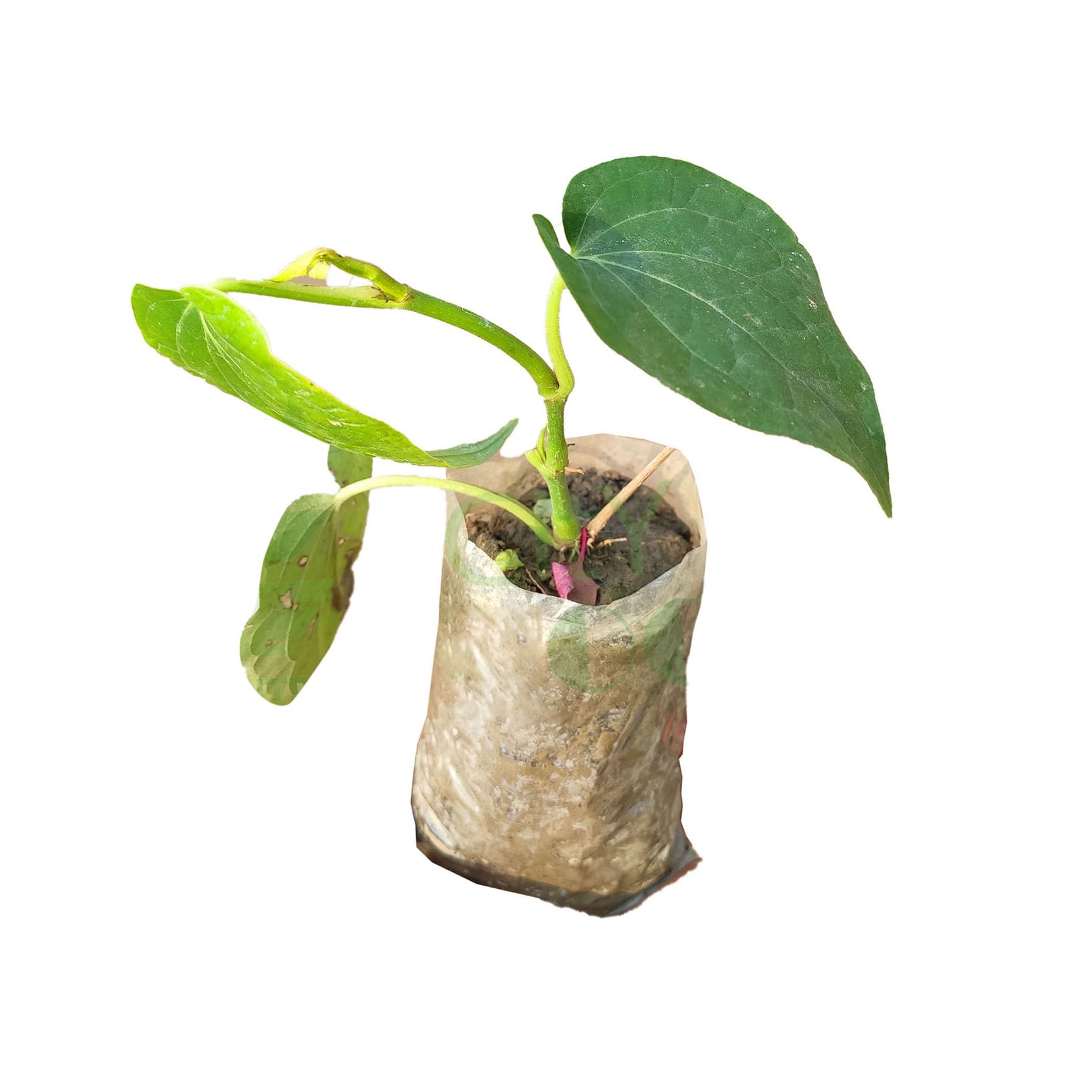 Chui Jhal Piper Chaba Live Plant, Small Tree in Pot, Growing Guide ...