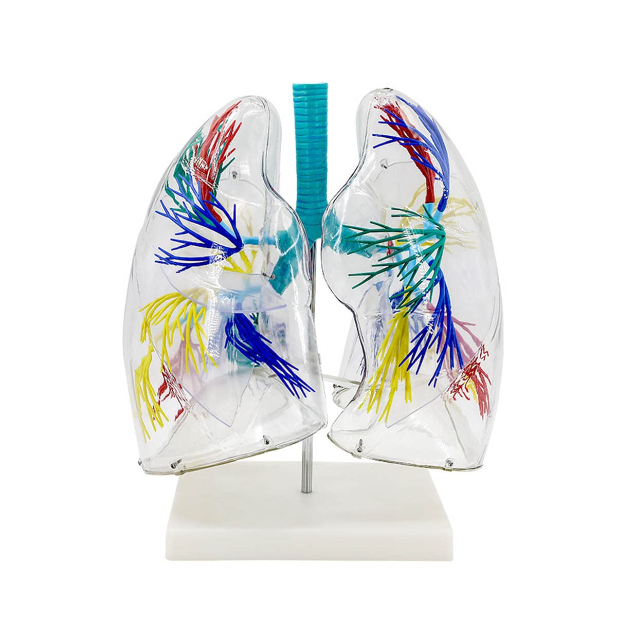 Buy Lung Anatomical Model Transparent Lung Segment Anatomical Model 2 ...