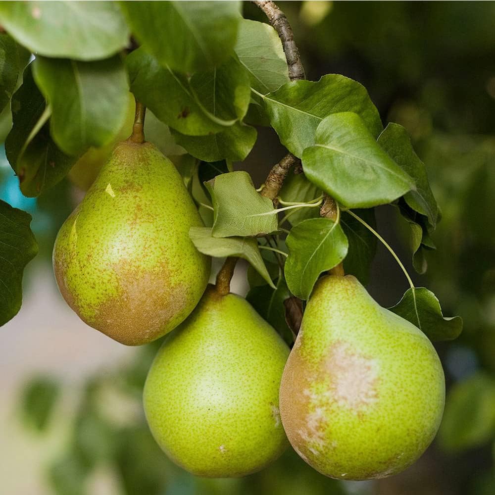 Amazon.com : QAUZUY GARDEN 5 Bartlett Pear Tree/Williams Pear Tree ...