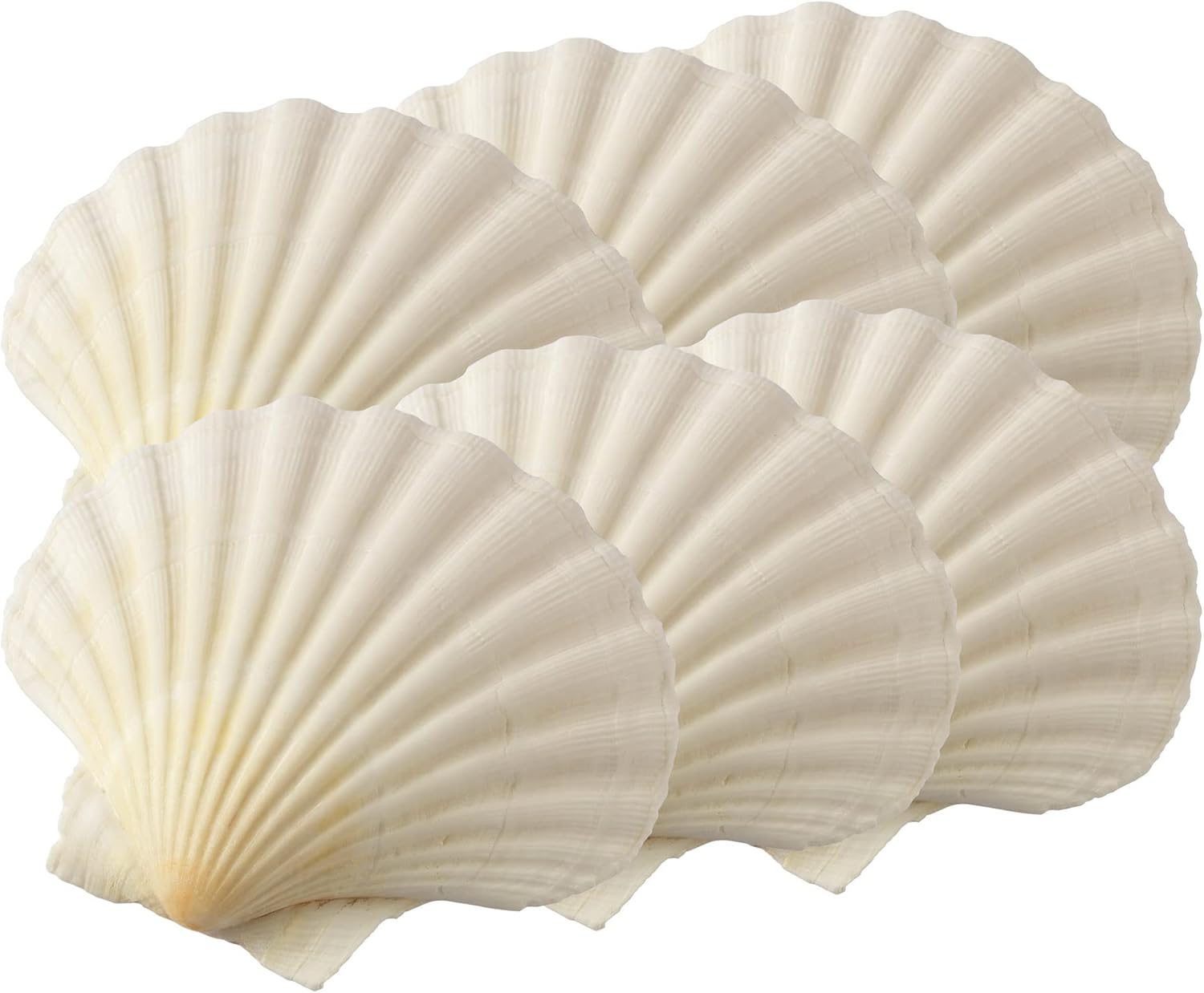 Amazon.com: Maine Man Baking Shells, 3.25-Inches, Set of 6, Natural ...