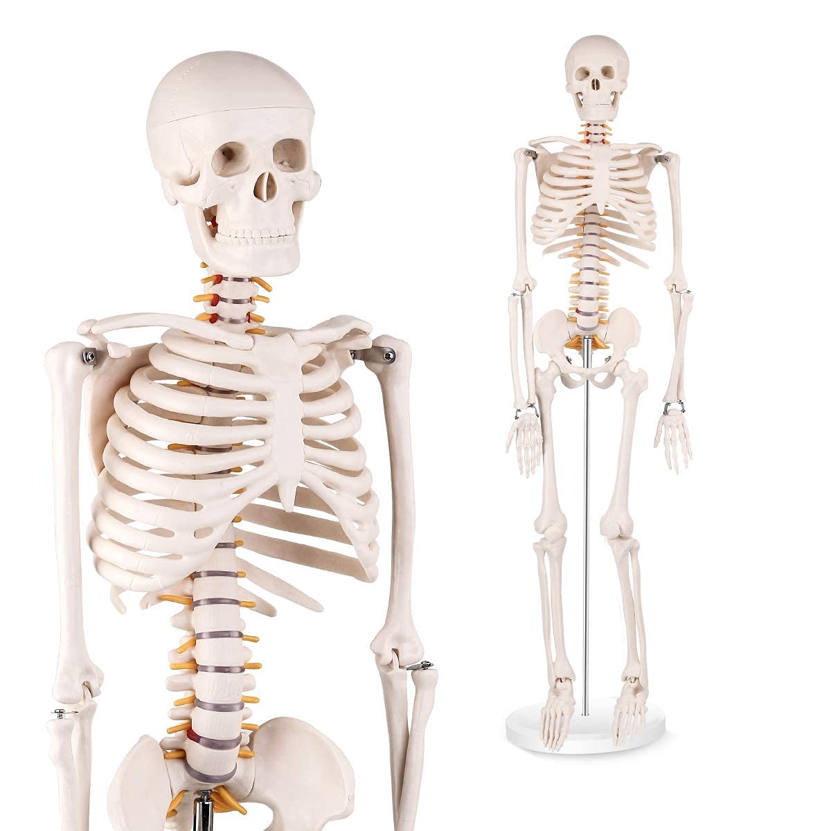 Skeleton Models For Teaching