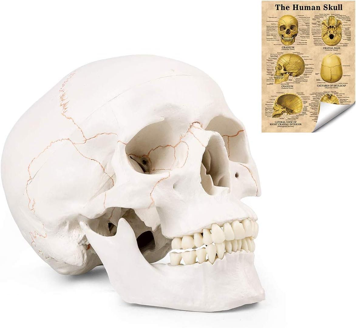 Amazon.com: Life Size Human Skull Head Model - Human Skull Anatomical ...