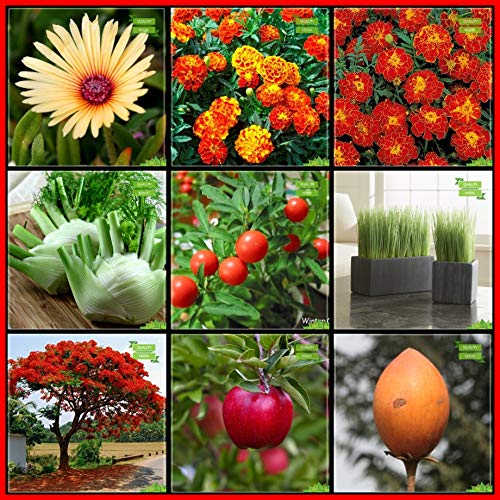 Creative Farmer Best Seeds Combo Herb Seeds & Flower Seeds : Burf ...