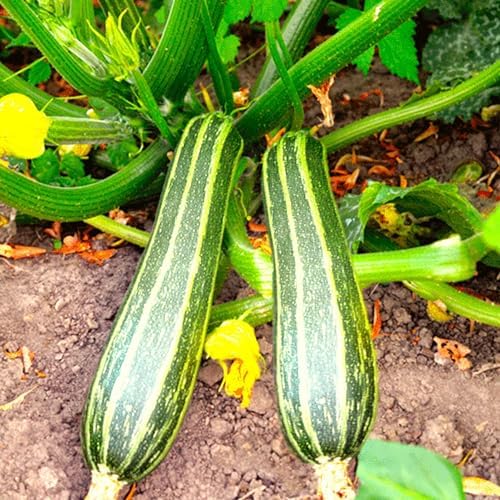 Amazon.com : TomorrowSeeds - Cocozelle Zucchini Seeds - 20+ Count ...