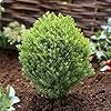 GardenersDream Thuja Occidentalis Teddy Plant - White Cedar Evergreen ...