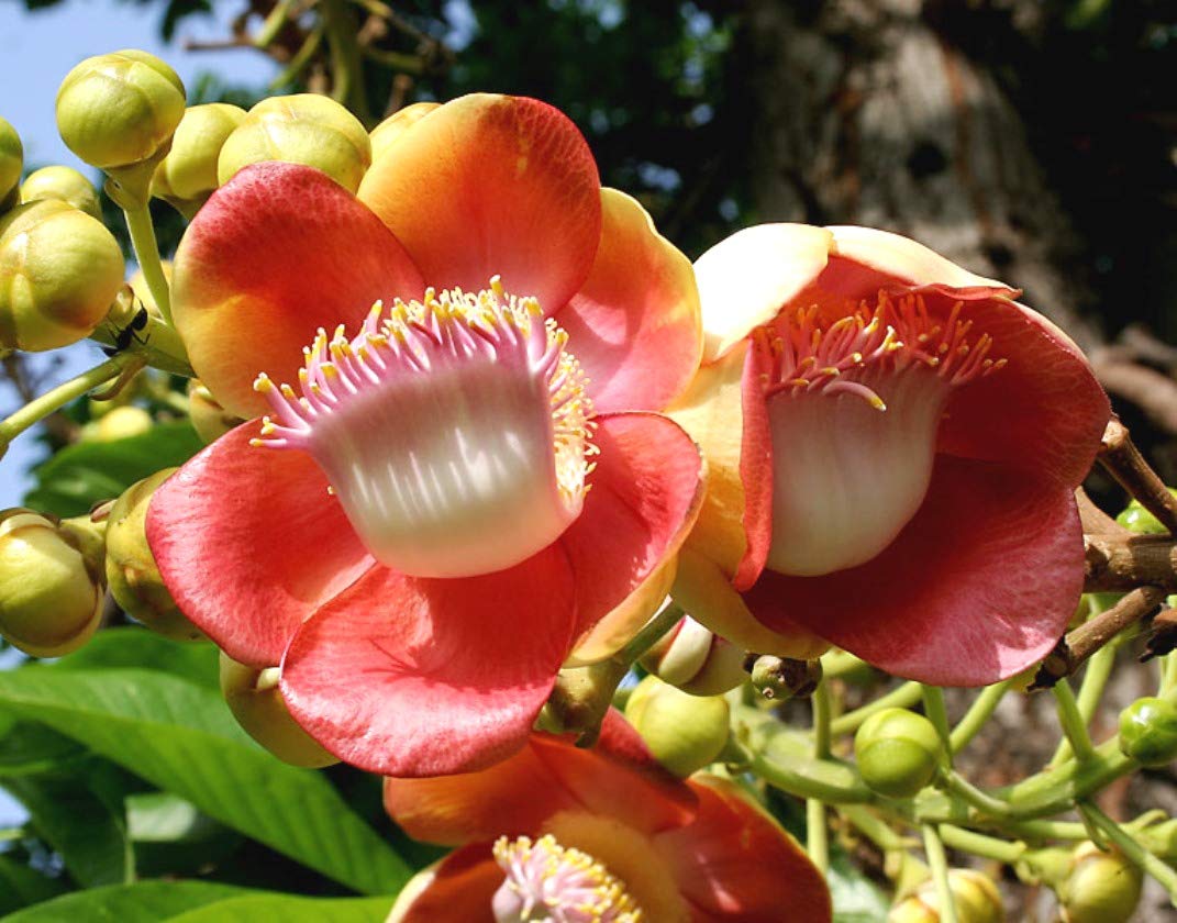 Indiana Herbalife Couroupita Guianensis Nagalingam Shivalingam Naga ...