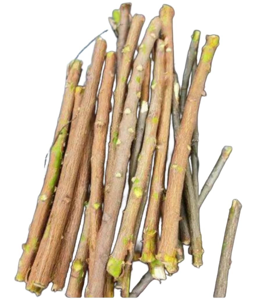 Buy Natural Neem Chew Sticks/Tree Datun Twigs Organic manual Toothbrush ...