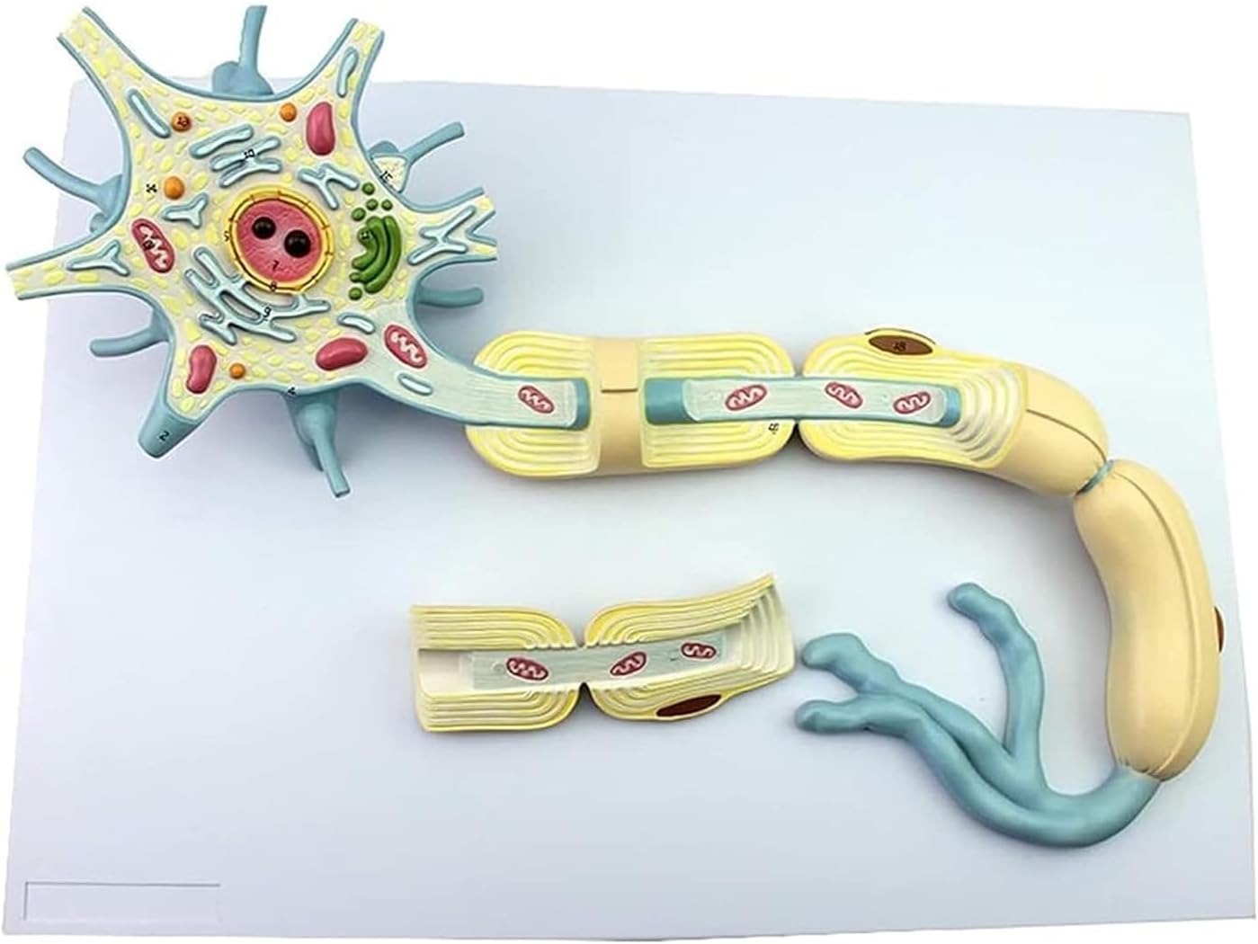 Amazon.com: Anatomy Neuron Model Human Neuron Model Model of The Human ...