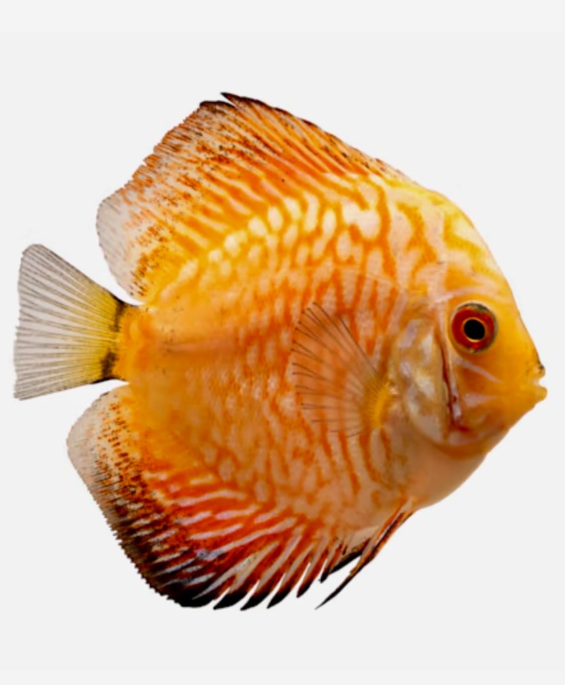 Amazon.com : coralSLover Freshwater Fishes Angelfish, Discus ...