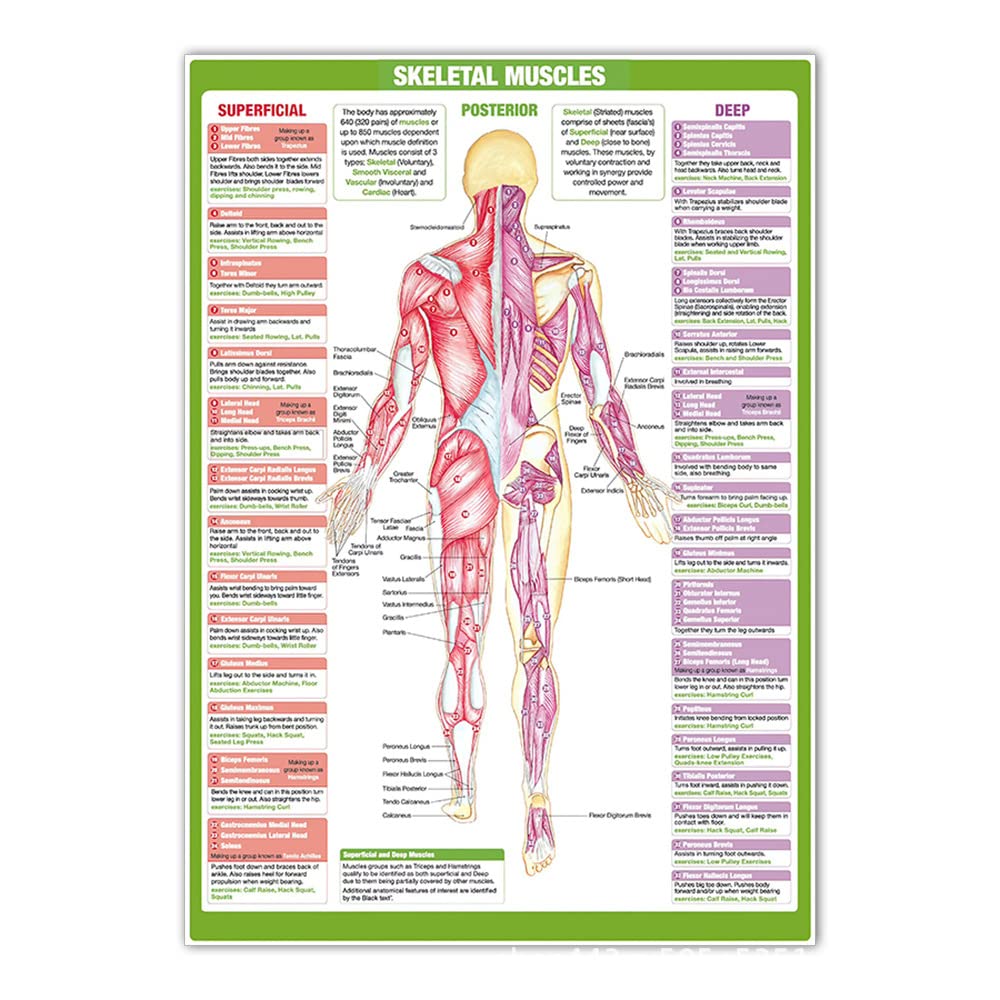 Skeletal Muscles Diagram For Kids How Many Muscles Do Kids Have?
