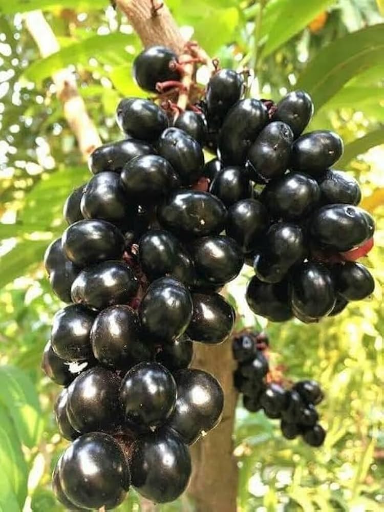 Kala Jamun Fruit Jamun Tree: Facts, Benefits, How To Grow & Care In