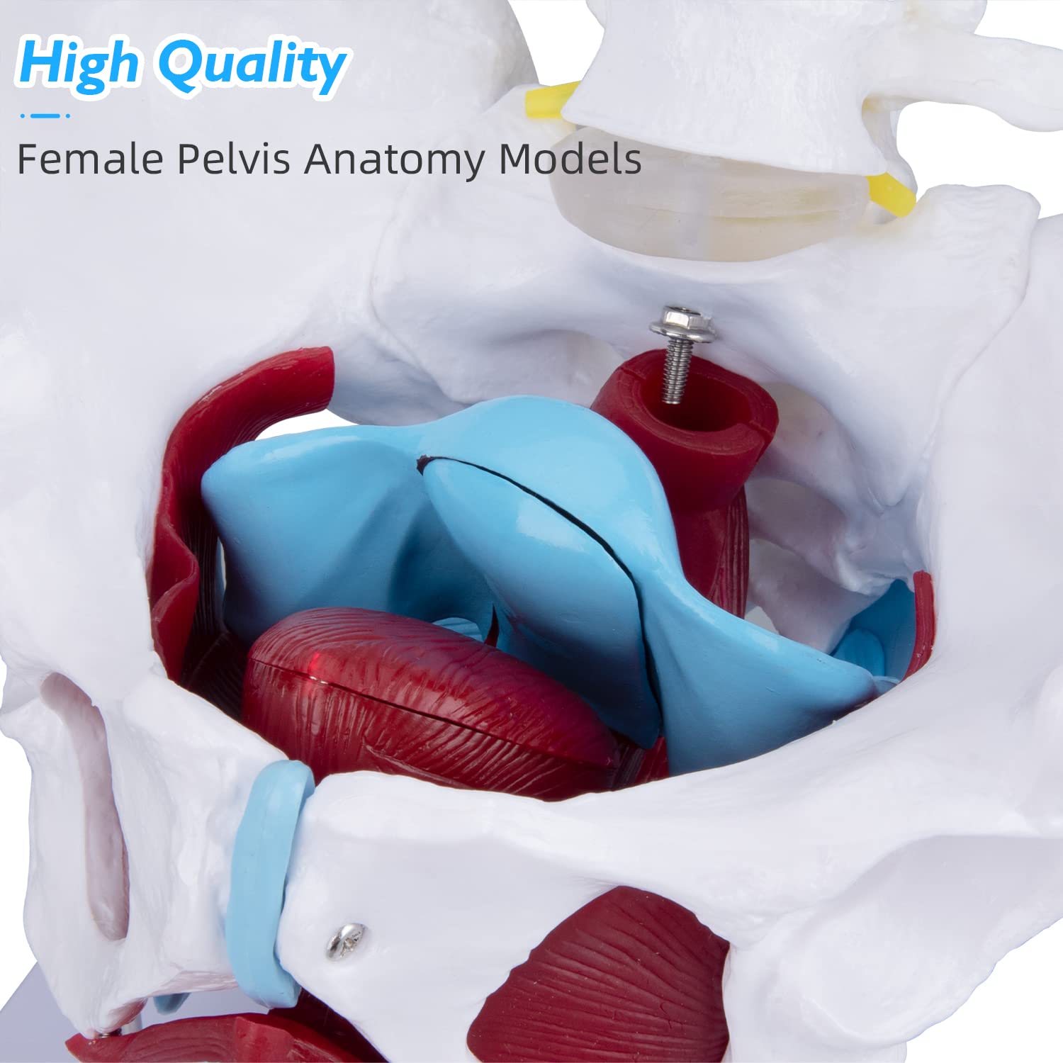 Female Pelvis Anatomy Model - Pelvic Floor Muscles & Philippines | Ubuy