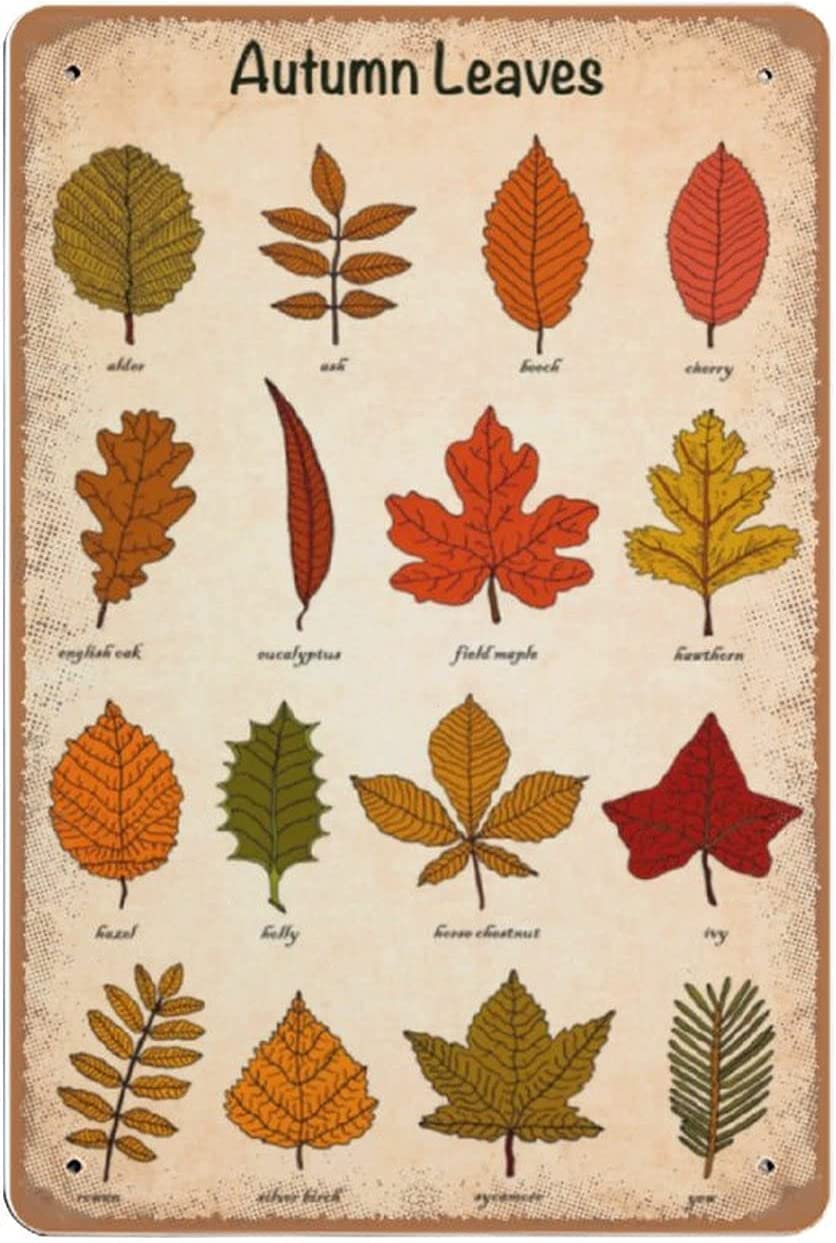 Leaves Identification Chart Sticker Mit "Tree Leaves Or Leaf Shapes