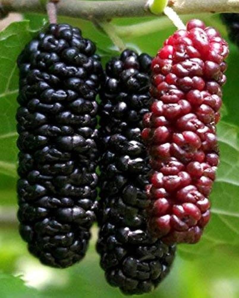 BLACK MULBERRY (PACK OF 2) All Time GRAFTED - Fruit Tree - Live Outdoor ...