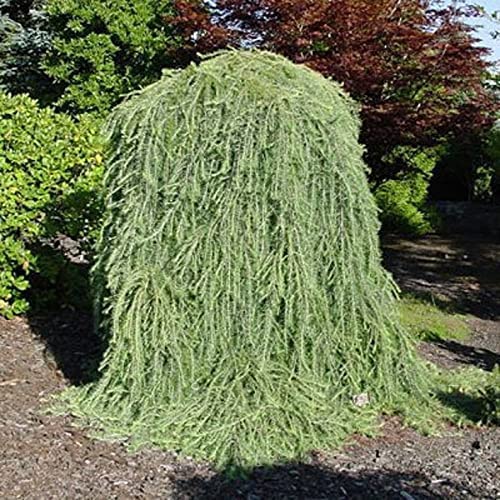 Dwarf Weeping Larch Tree - 15+ Fresh Seeds : Amazon.in: Garden & Outdoors