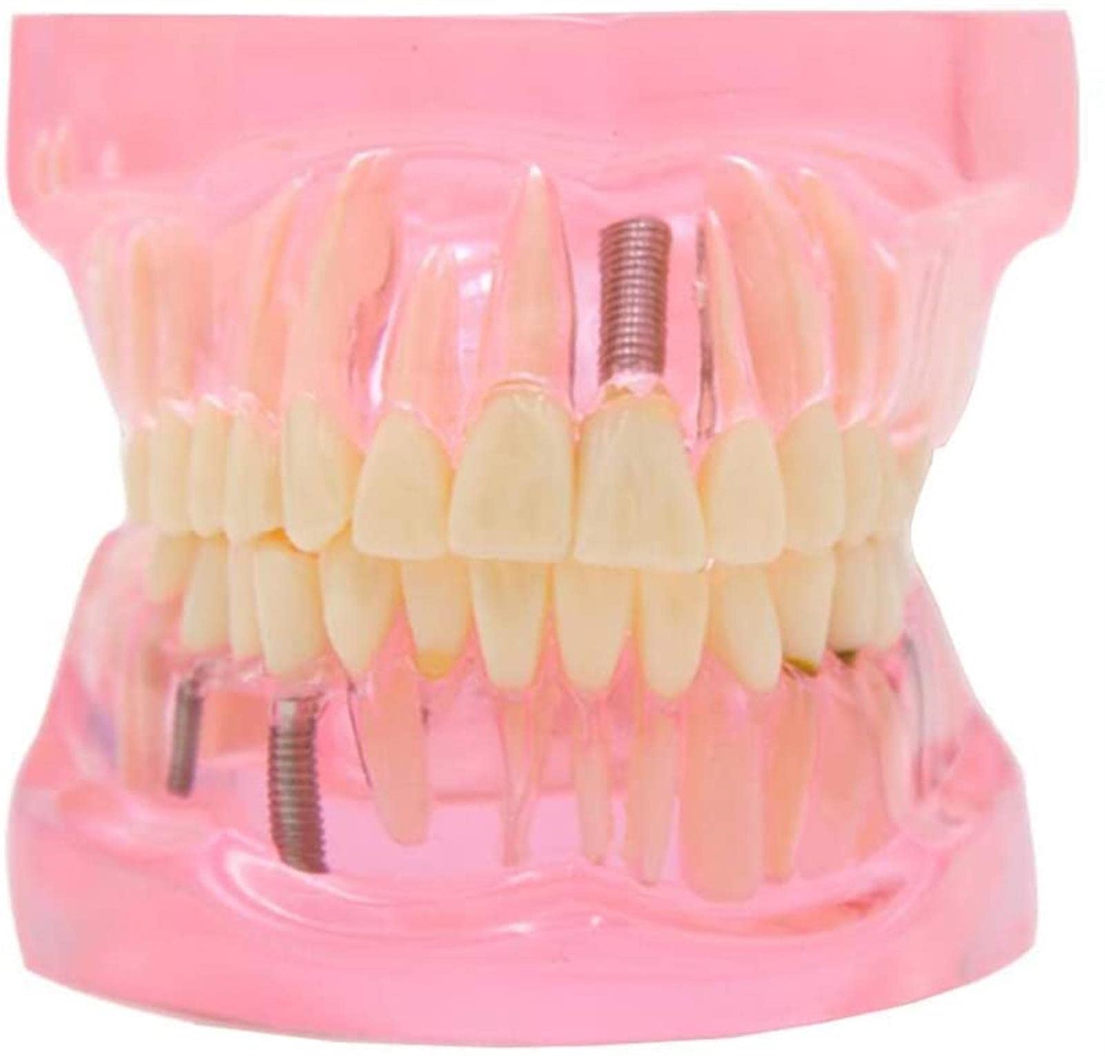 Buy Educational Model Teeth Anatomical Model Transparent Detachable ...