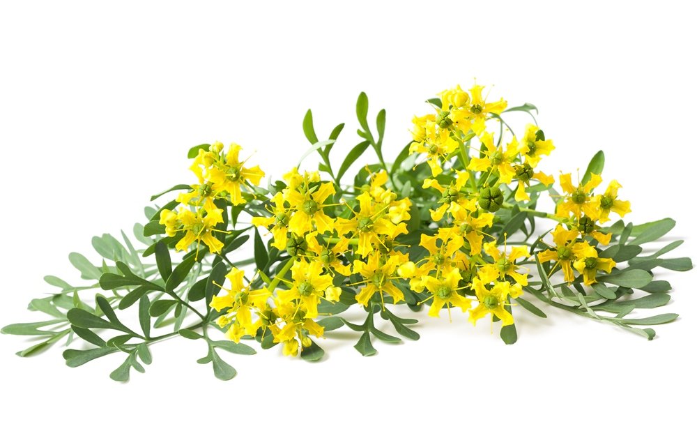 Usi Della Ruta Graveolens Ruta Sommità Erba Aromatica Per Usi