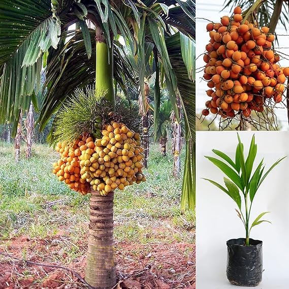 Vietnum Hybrid Supari plant/Betel nut tree/Areca Nut Plant For Home ...