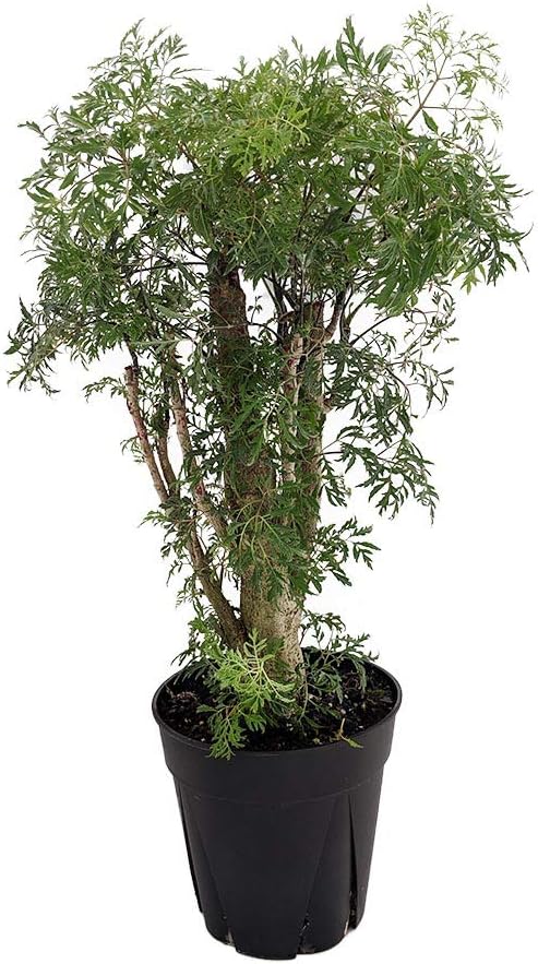 Amazon.com : Thick Trunk Ming Aralia Tree - Polyscias fruticosa ...