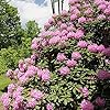 Amazon.com : Rosebay Rhododendron Seeds Rhododendron Maximum Ornamental ...