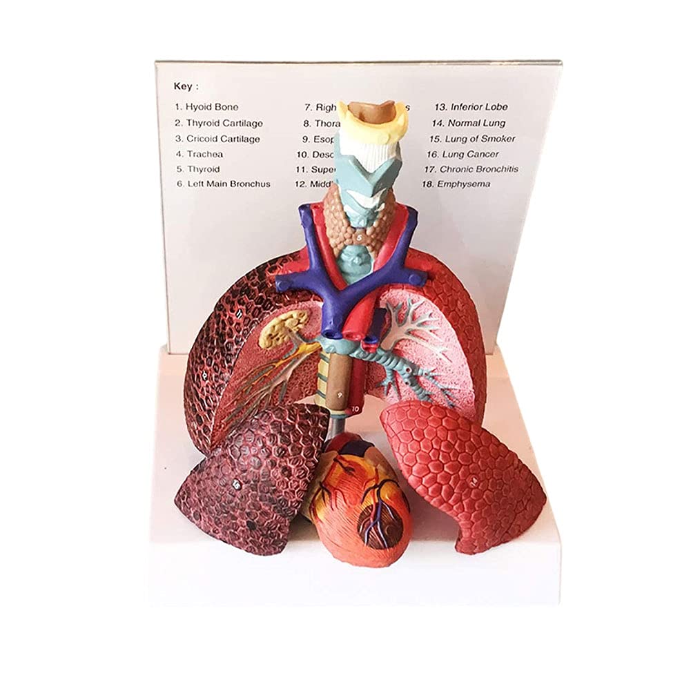 Buy Human Heart Lung Model, body Organ Anatomy Model, Removable Heart ...