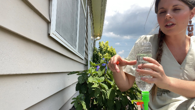 Watch Water Spikes for Home Drip Irrigation on Amazon Live