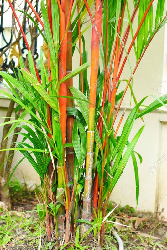 red bamboo tree seeds for plant Pack Of 105 : Amazon.in: Garden & Outdoors