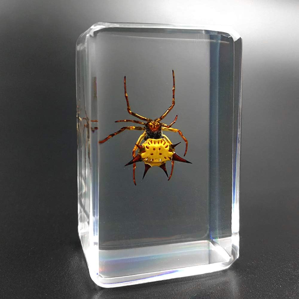 Earnmore Insect Resin，Real Giant Insect Paperweight Taxidermy Specimen ...