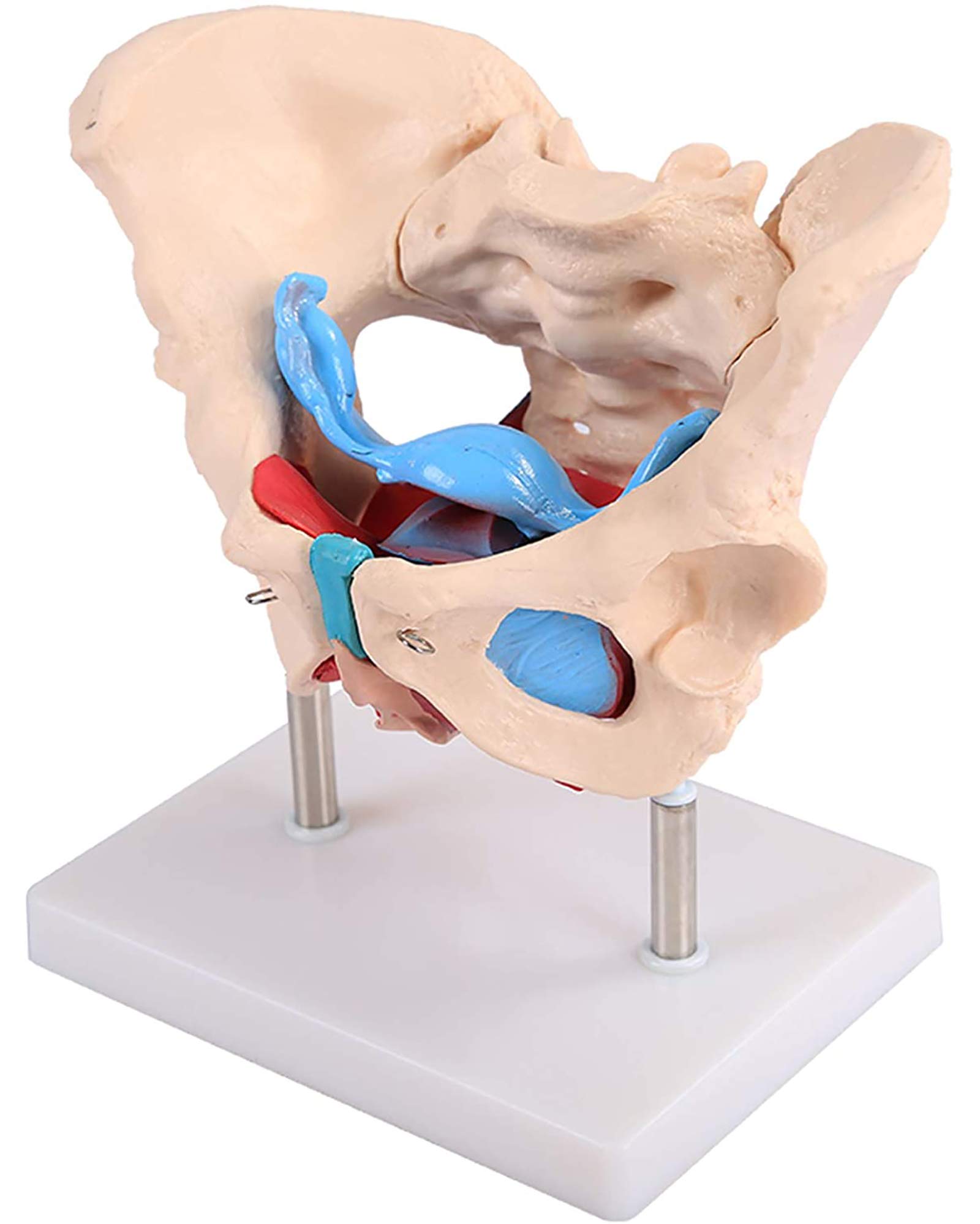 Buy LLC Removable Female Pelvis Model PVC Female Pelvic Floor ...