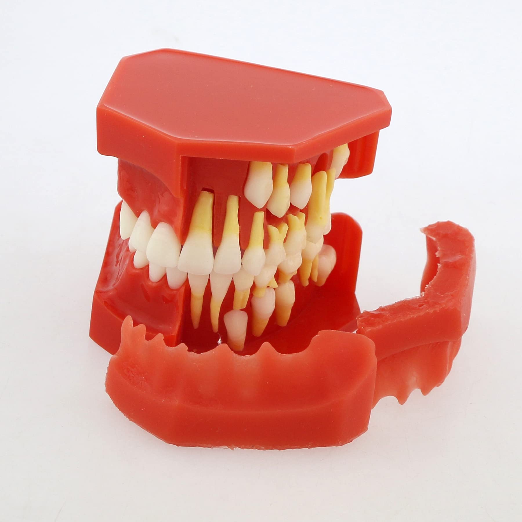 Buy Dentalmall Teeth Typodonts Dental Model #7013 - Teeth Eruption ...