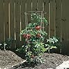 Amazon.com : Panacea Products 89733 Heavy Duty Tomato and Plant Support ...