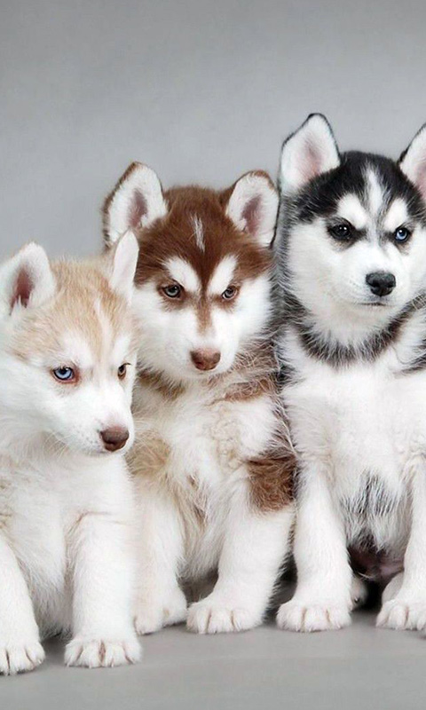 Husky Live Wallpaper - App on Amazon Appstore