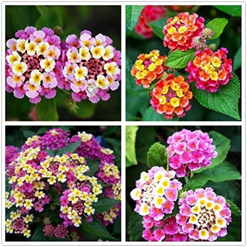 Amazon.com : Lantana Camara Flower Seeds Verbenaceae Perennial Flowering 100 Seeds : Patio, Lawn ...