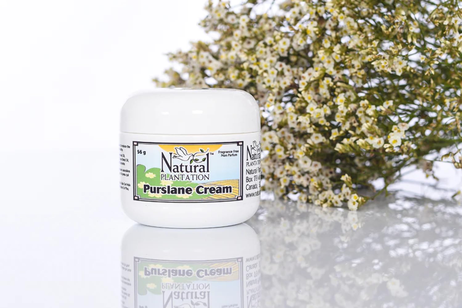 Amazon.com : Purslane Cream - All-Natural, Full-Body Moisturizing ...