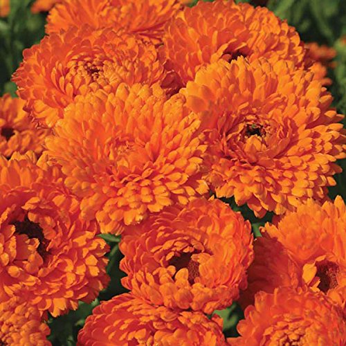 M-Tech Gardens Rare Hybrid Calendula " Geisha Girl " Exotic 30 Seeds ...