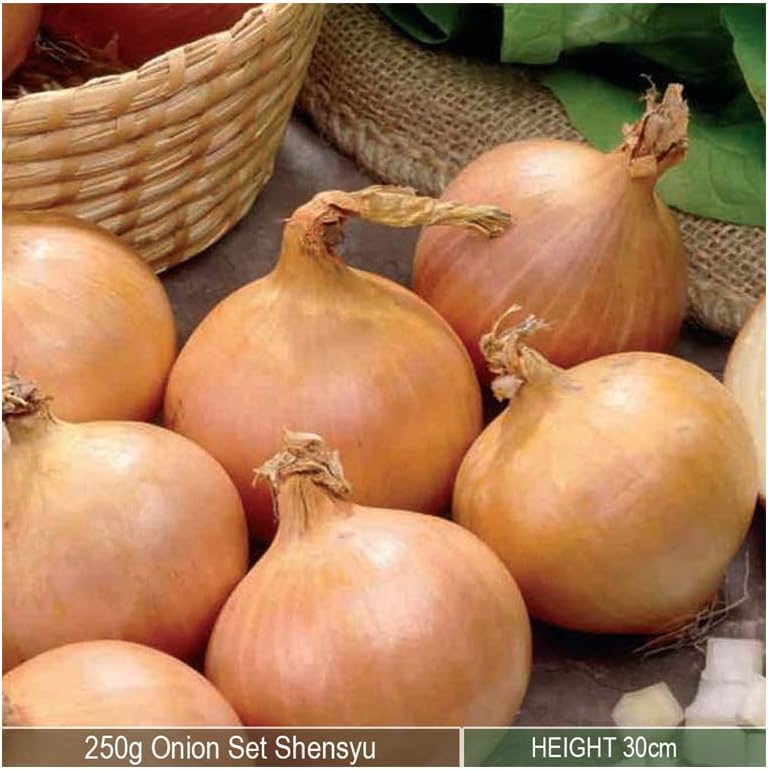 250grams x Onion Sets Senshyu- Reliable Successful Variety- Good ...