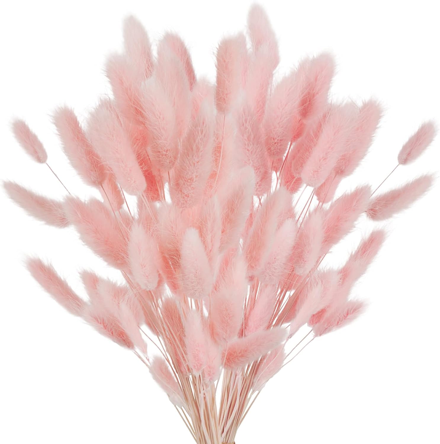 Amazon.com: Phliofd 100 Pcs Bunny Tails Dried Flowers, Natural Dried ...