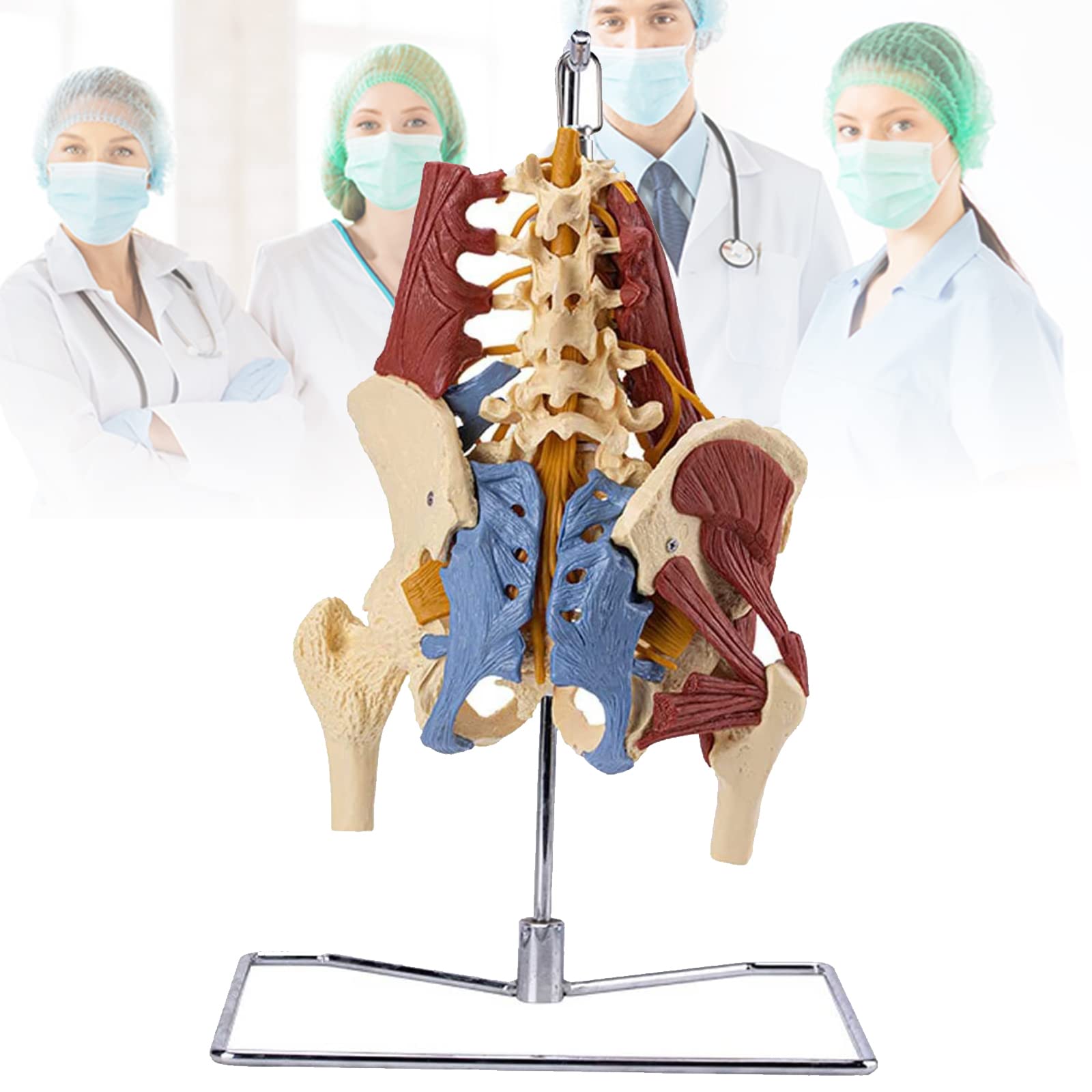 Buy Anatomical Spine, Human Five Lumbar Vertebrae With Nerve ...