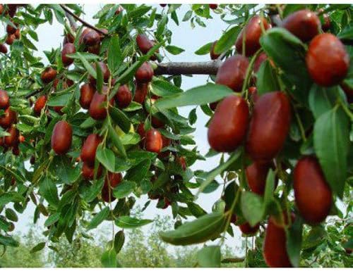 Amazon.com : 50 Chinese Date Tree Seeds, Ziziphus Jujube Var Spinosa ...