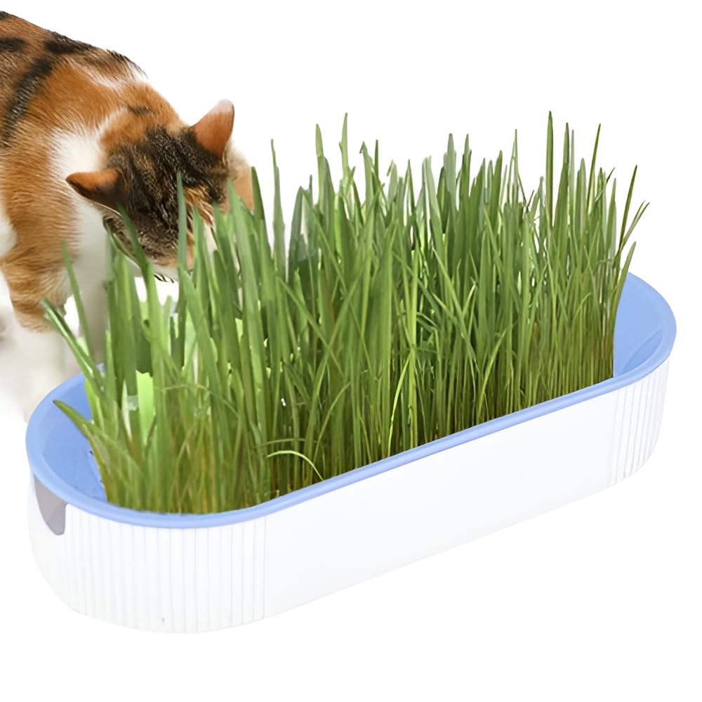Youding Cat Grass Growing Kit, Planter Tray, Catnip Box, Chewing Kitten ...