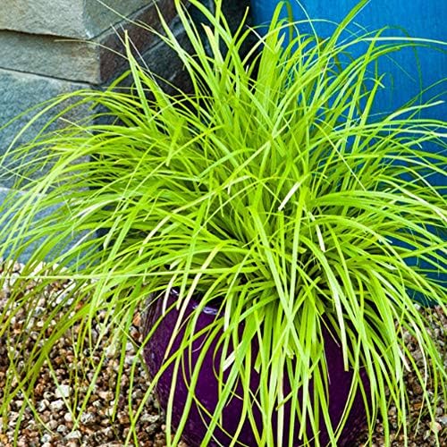 Amazon.com : 2.6 Quart Southern Living Plant Collection Everillo Carex ...