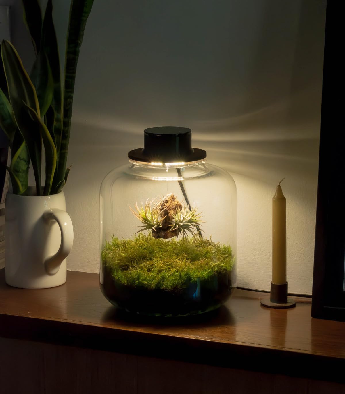 BOREEN Giardino in bottiglia Terrario Piante Vetro Trasparente ...