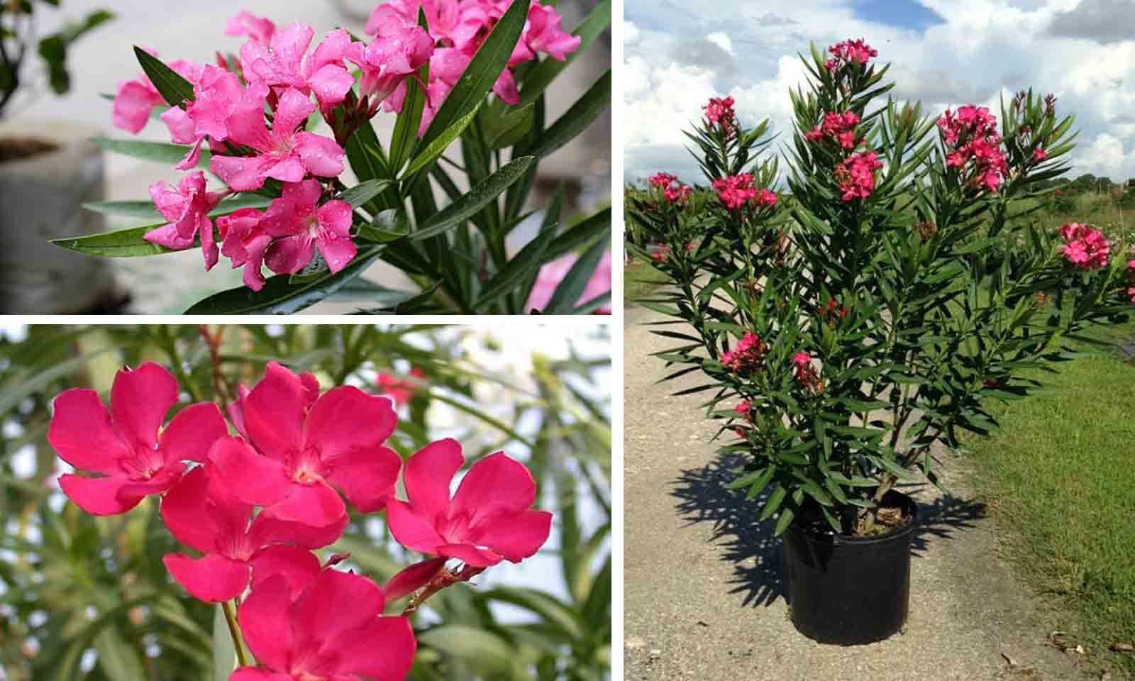 Golden Bloom Hybrid All Time Kaner Nerium Korobi Oleander Flower Plant ...