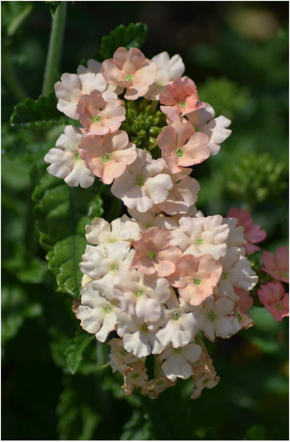 PREMIER SEEDS DIRECT VERBENA HYBRIDA - APRICOT - 200 FINEST SEEDS ...