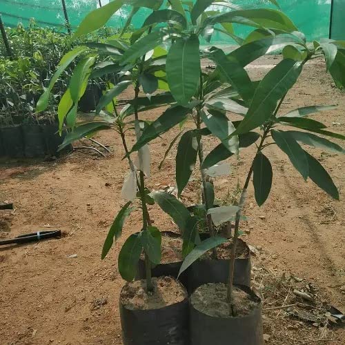 Cloud Farm Live Dasheri/Dashehari Mango Grafted Fruit Plant - Healthy ...