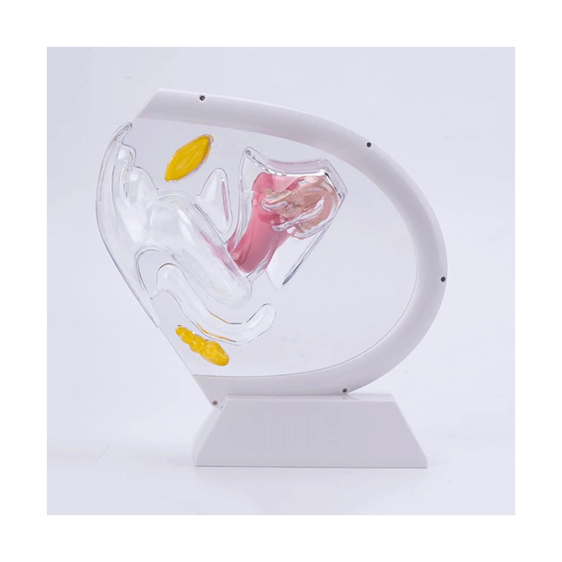 Amazon.com: esmen Transparent Uterus Model, Visible Human Vagina ...