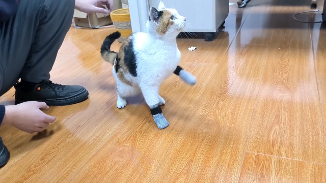 Watch Cat Boots for Cats Only,Cat Booties to Prevent Scratching on ...