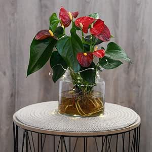 Anthurium Aqua Red in Sierglass - Indoor Hydroponic Plant - Glossy ...