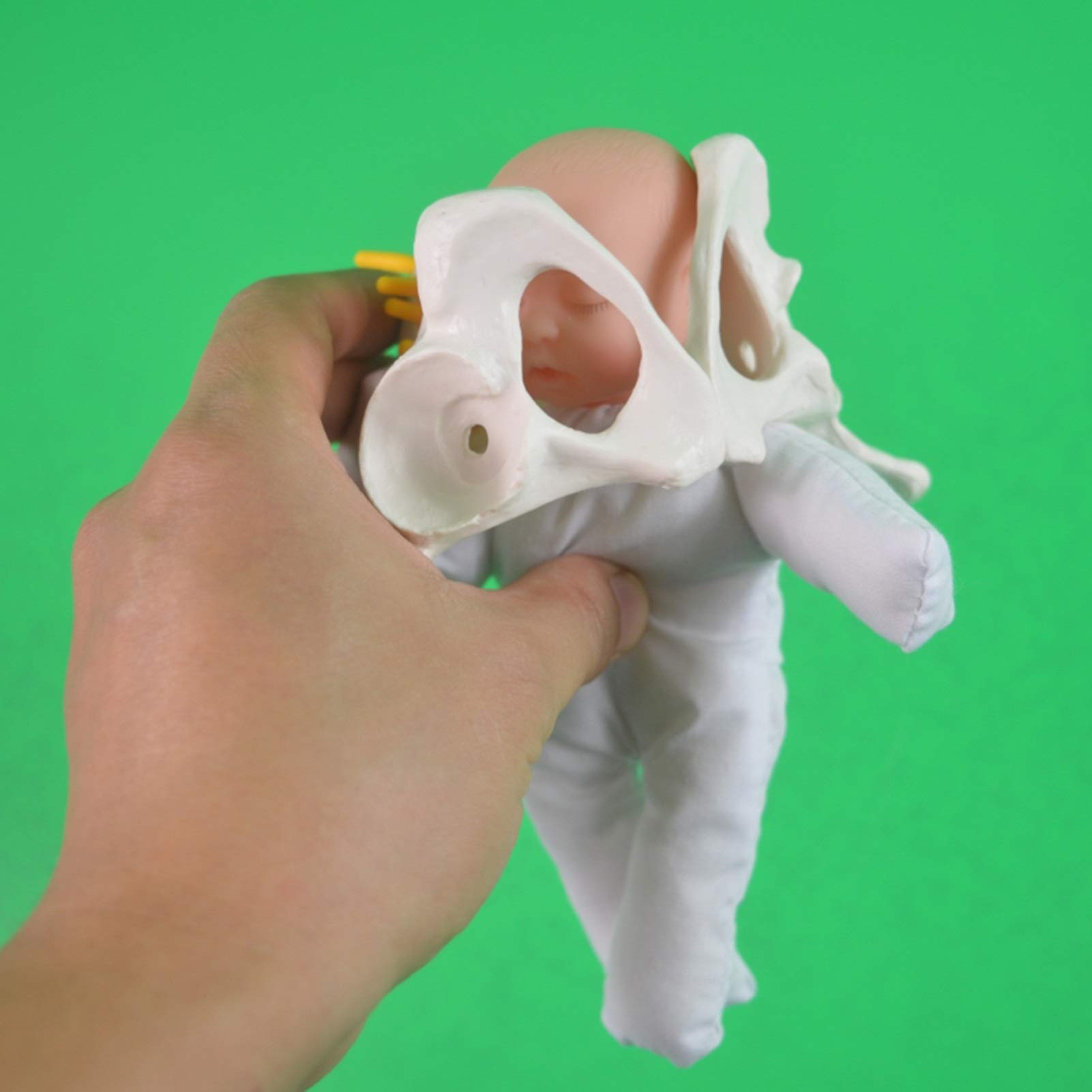 Pelvis Doll Demonstration Childbirth Pelvis & Baby Demonstration Model ...