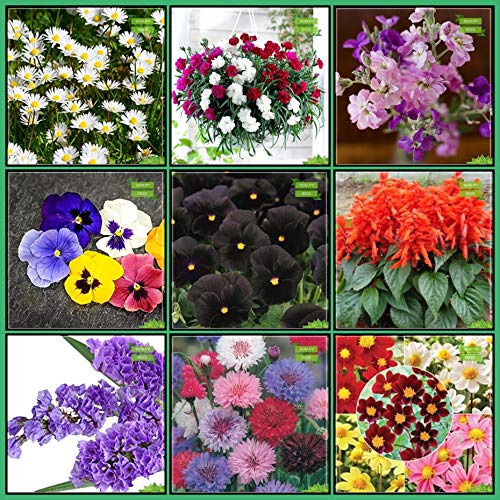 Buy Creative Farmer Winter Seeds Combo Flower Seeds : Acrolinum Roseum ...